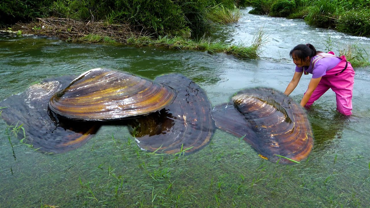 The clam was washed to the shore by the water, and the beautiful woman ...