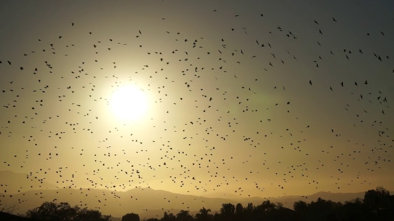 Murmuration of Crows in Thousand Oaks on December 21, 2018 - YouTube