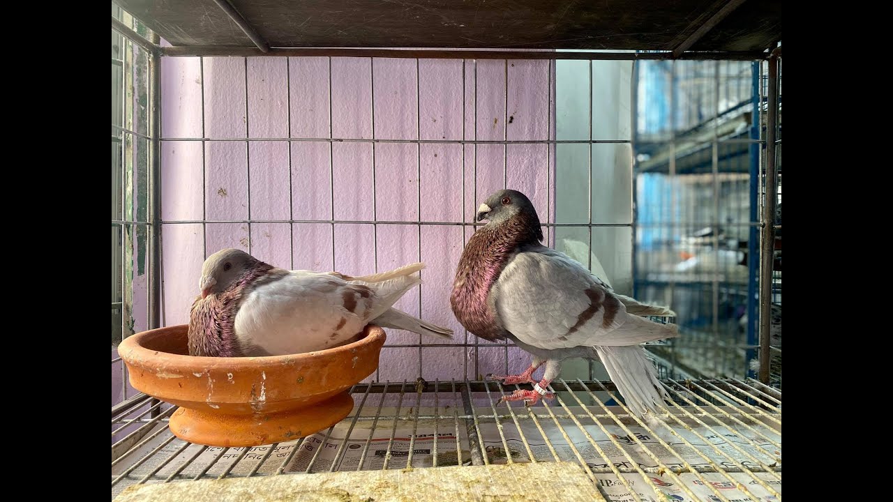 Granadino Porter || only show || quality bird - YouTube