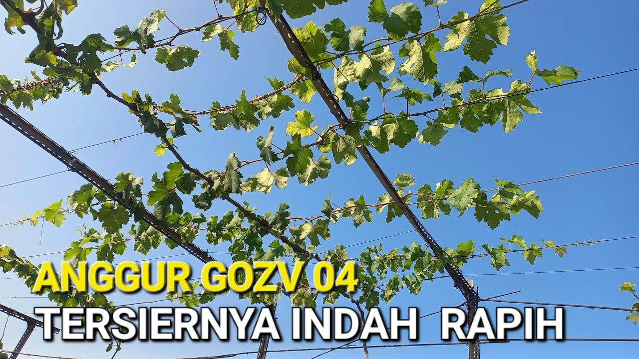 Anggur Gozv Episode ke 04 Pembentukan cabang tersier pembuahan - YouTube