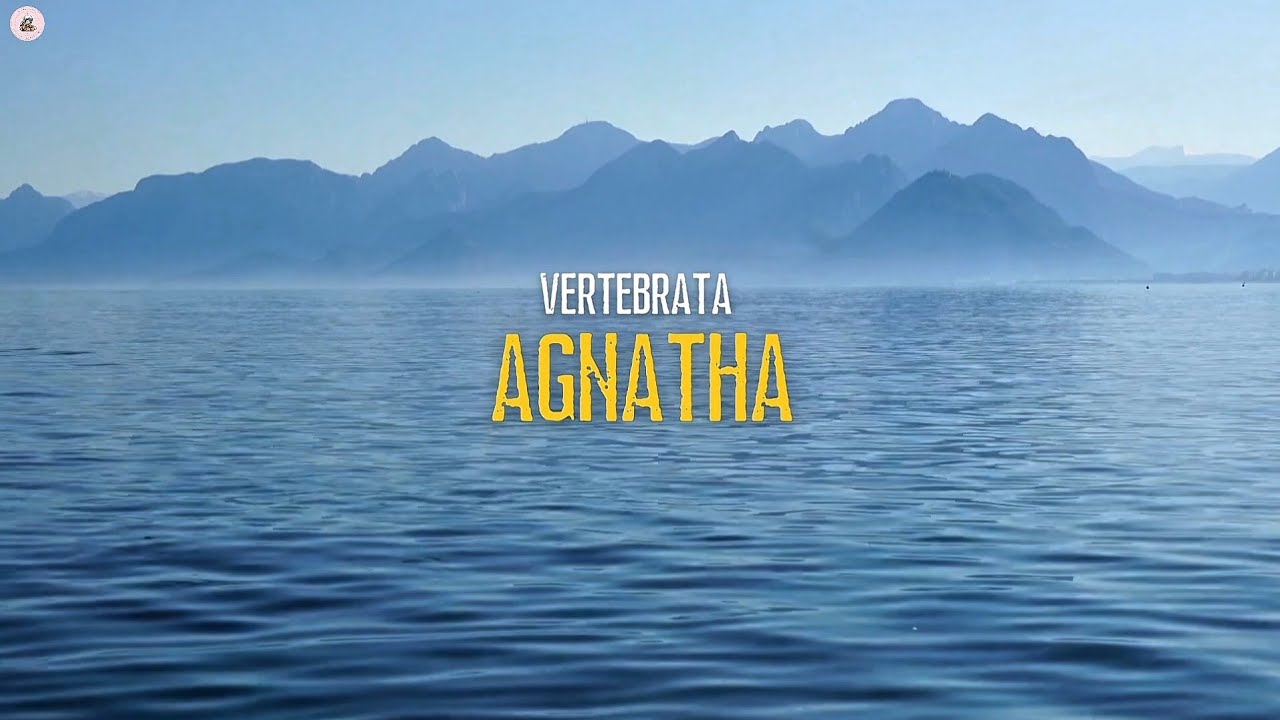 Mengenal Vertebrata: Agnatha (Ikan Purba Tanpa Rahang) - YouTube