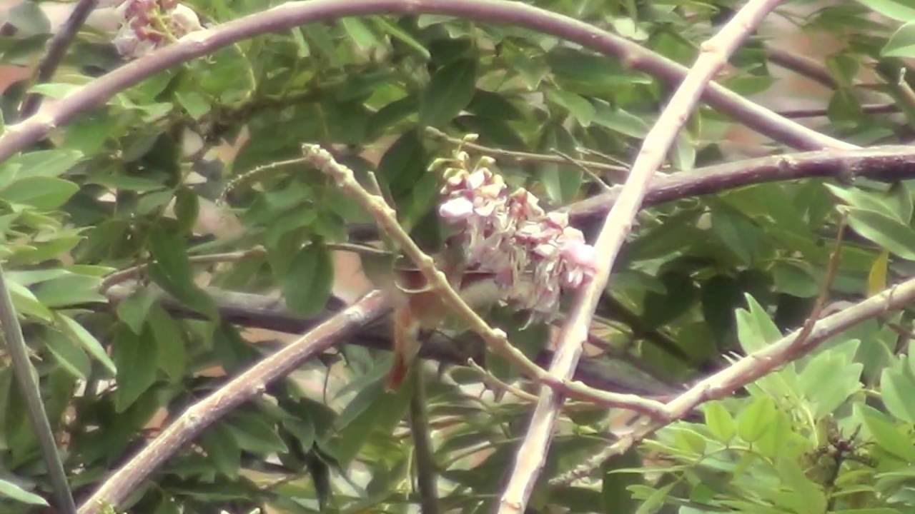 El Picaflor o Colibrí Pt.2.avi - YouTube