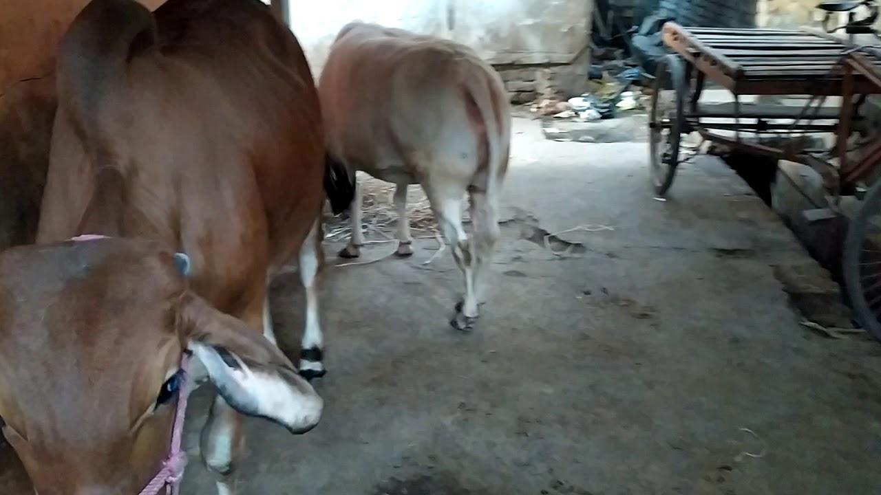 Kolkata cow | Beautiful Bail 2020💯 - YouTube