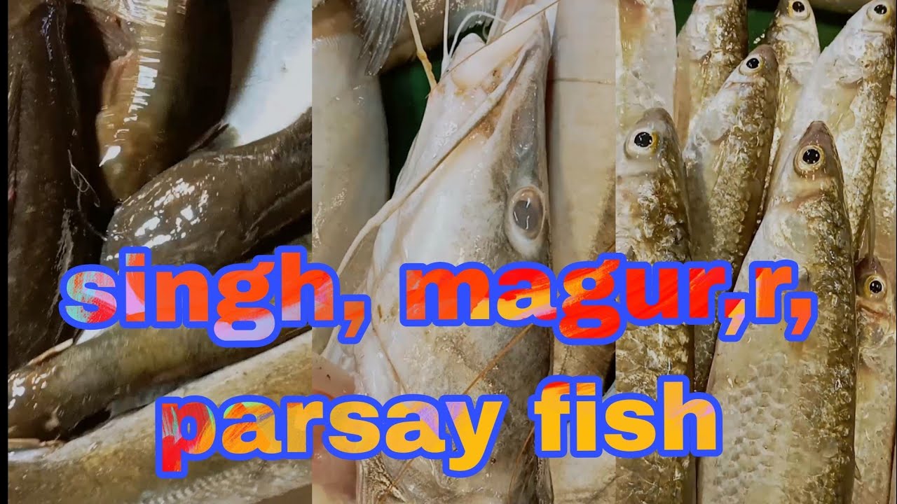 singh,magur, r,parsay fish market - YouTube