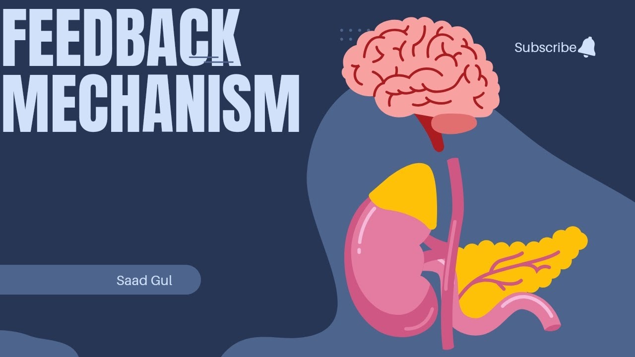 Feedback Mechanisms: Balancing Stability & Change - YouTube