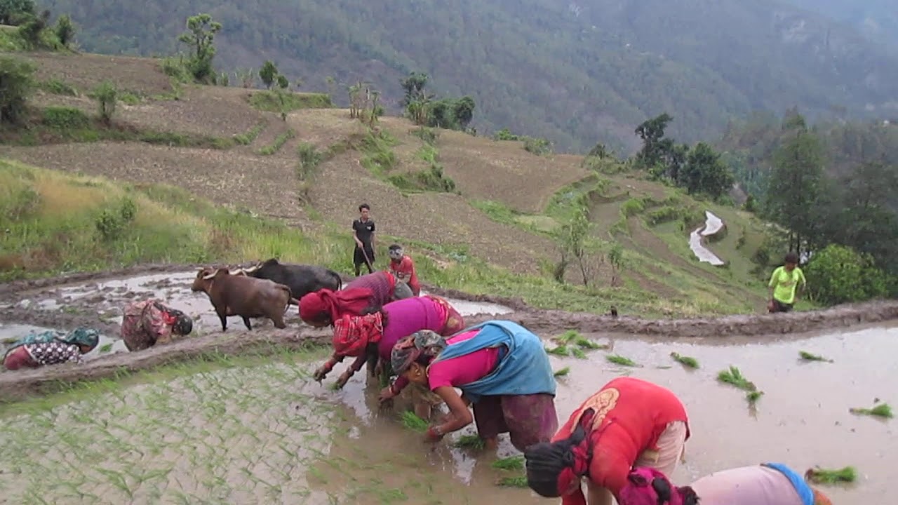 Dhan ropai - YouTube