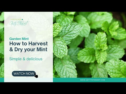 How To Pick And Dry Mint Leaves