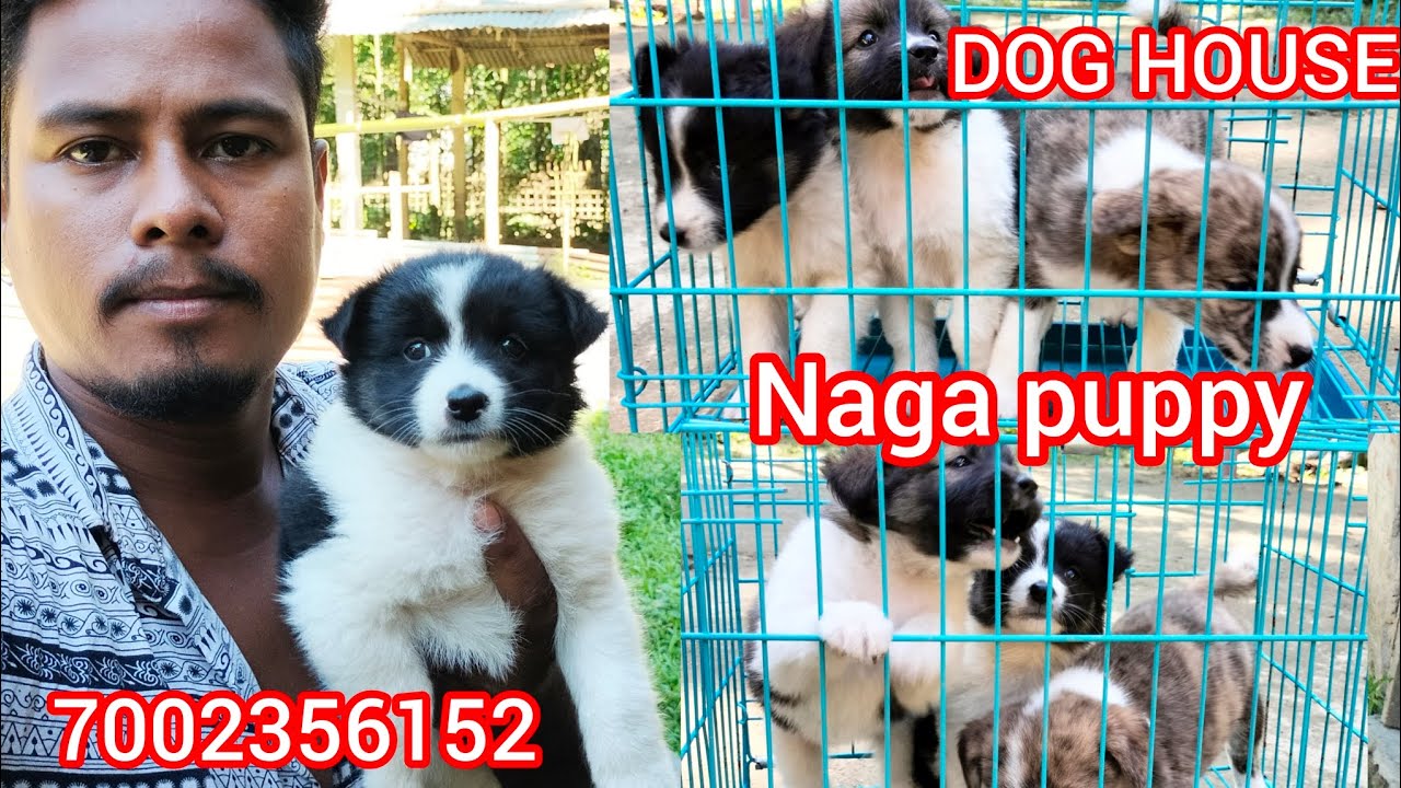 Naga Dog puppy #assamese Dog Naga puppy#video #assames #7002356152 ...