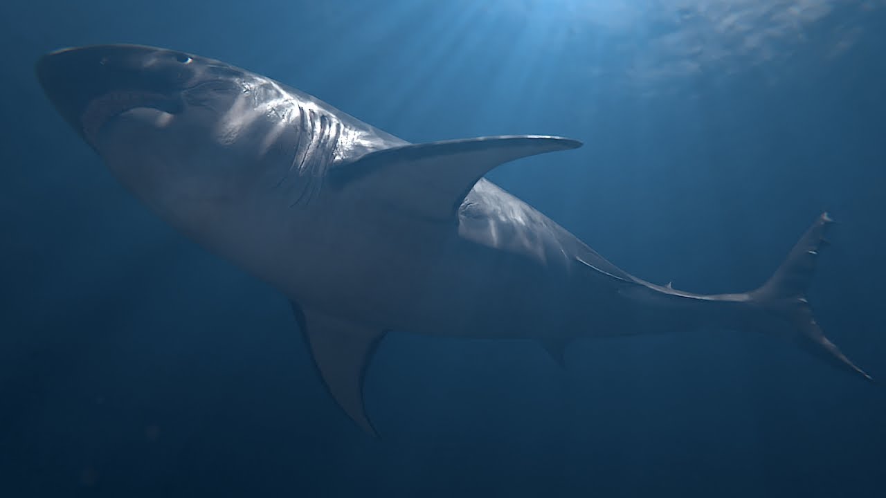 Shark swim animation preview - YouTube