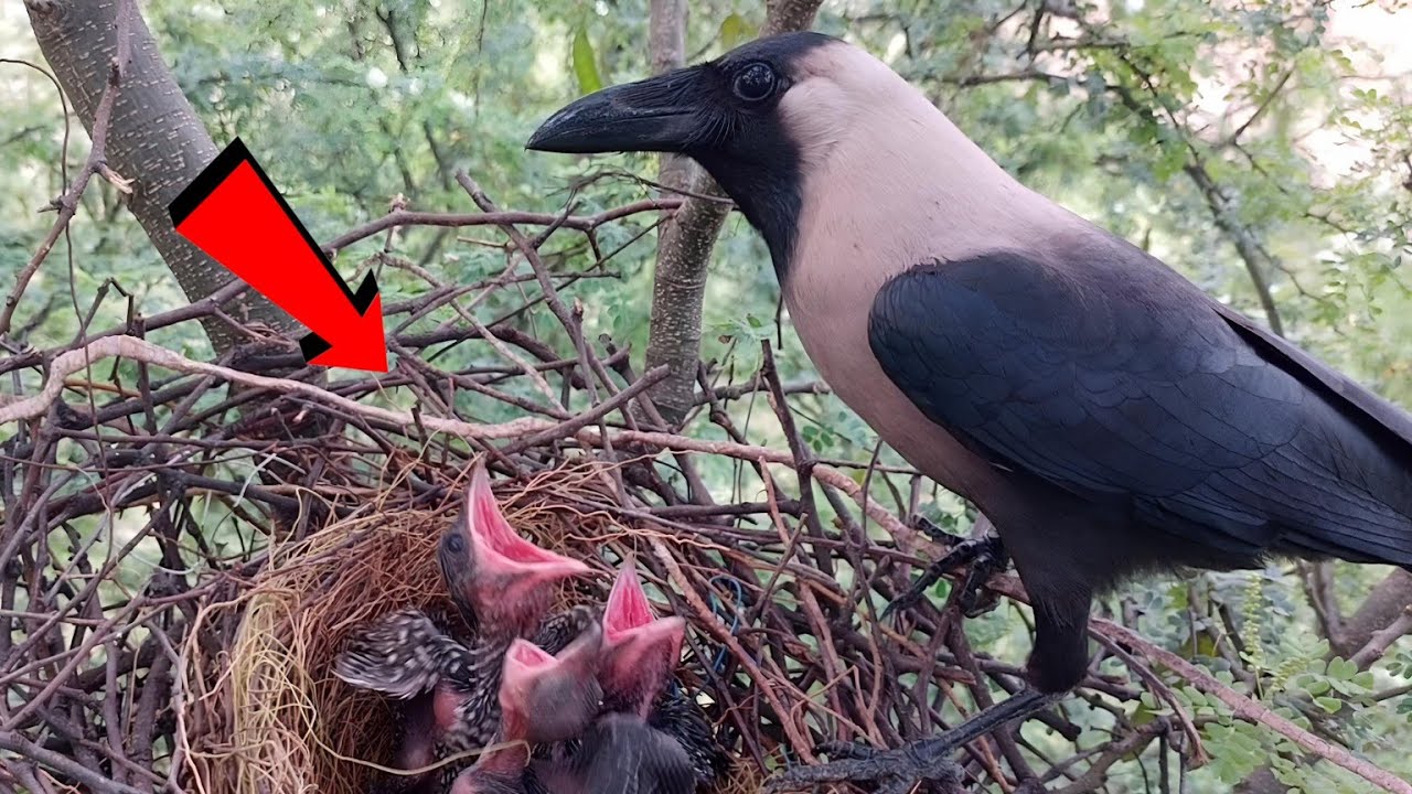 Crow growing cuckoo babies and make them strong @BirdPlusAnimals - YouTube
