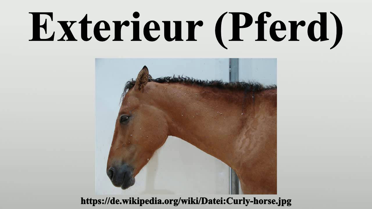 Exterieur (Pferd) - YouTube