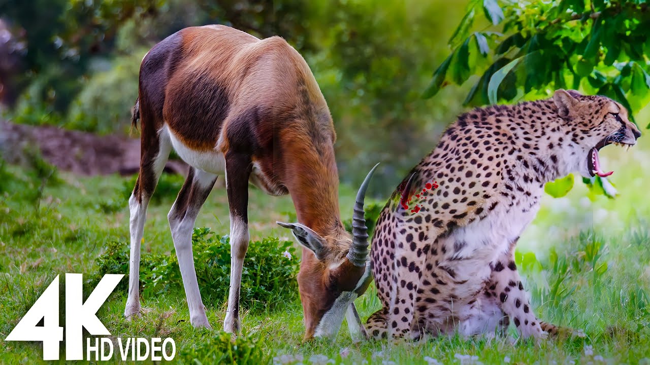 Africa 4K - Animals Scenic Wildlife Film With African Music - 4K Ultra ...