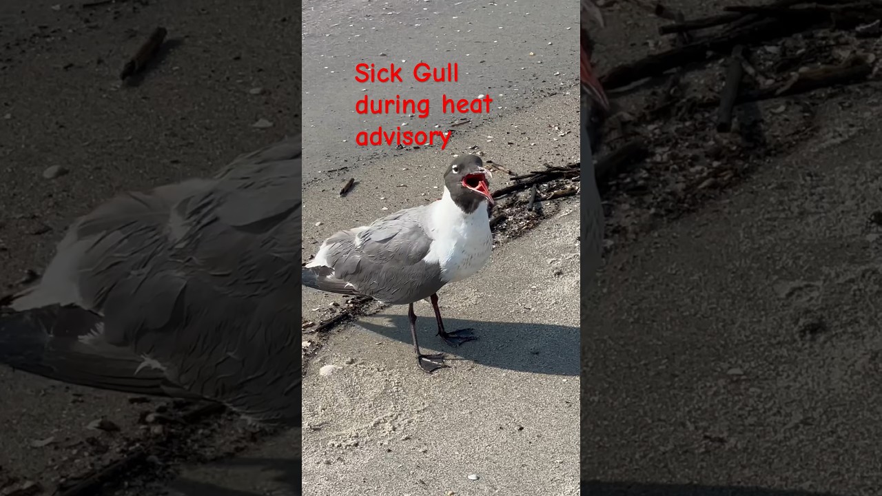 Sick Laughing Gull Overheated During Heat Advisory | Offered Water ...