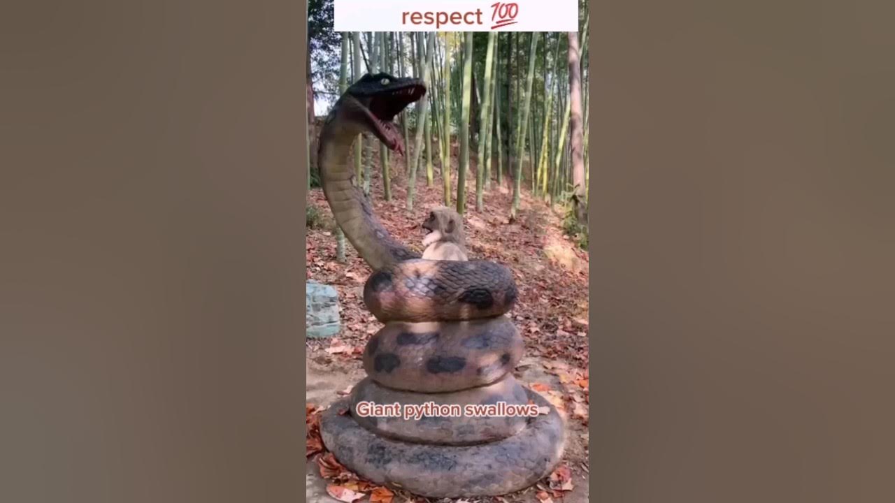 Giant python swallowing a monkey - YouTube