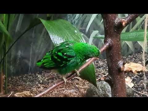A video of Lesser green broadbill in Lincoln Park Zoo