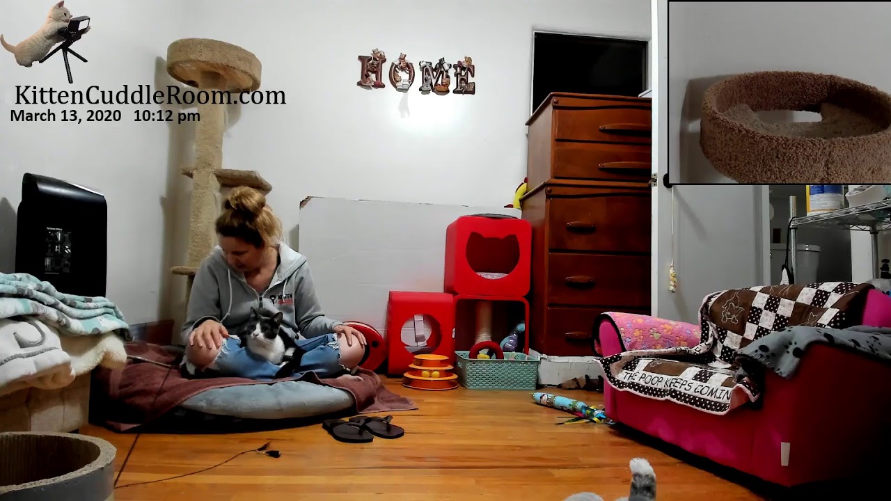 Kitten Cuddle Room Live Stream 3.13.20 - YouTube