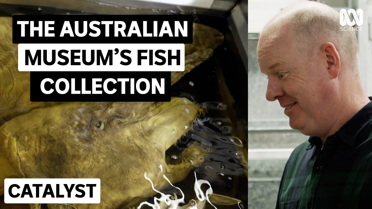 Tom Gleeson Meets Mr Blobby and A Goblin Shark | Tom Gleeson's Secrets ...