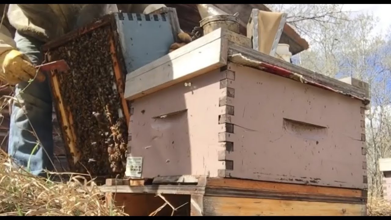 Tipping hives Counting frames - YouTube
