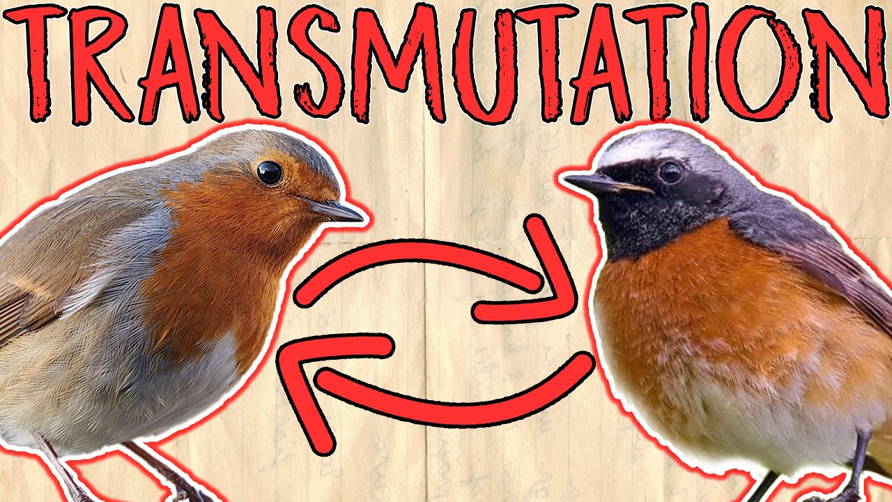 Why People Thought Birds Turned Into Mice - YouTube