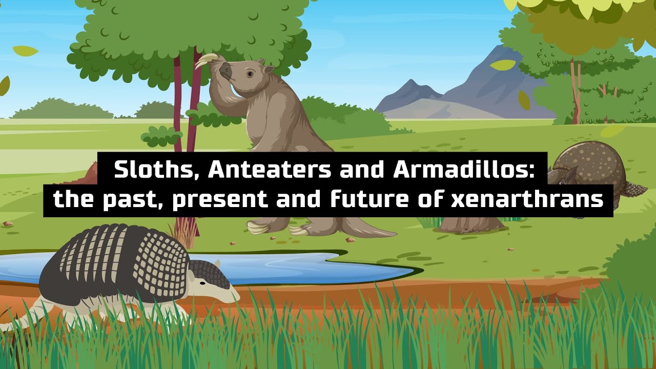 Sloths, anteaters and armadillos: the past, present and future of xenarthrans - YouTube