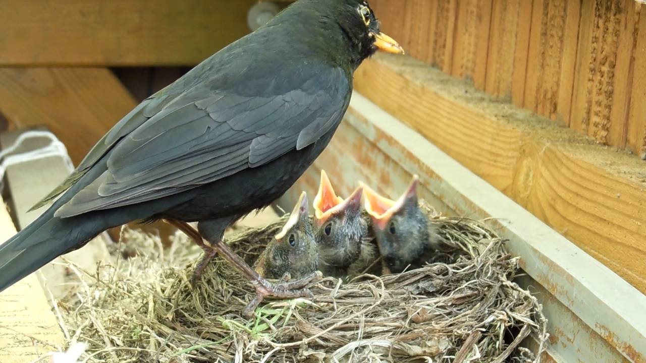 Bruten Amseln Mehrmals Im Selben Nest