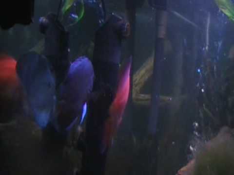 discus spawning and motoro stingrays - YouTube