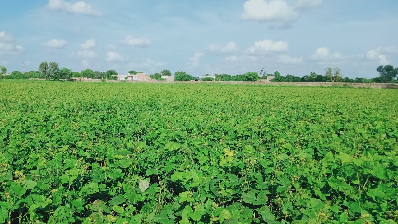 Moong crop in my farm - YouTube