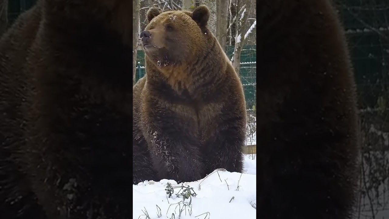 Медведь Мансур - Mansur the Bear (Что может быть лучше?!) - YouTube