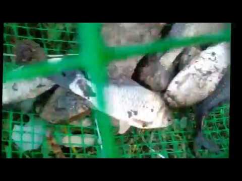 Морда-верша из пластиковой сетки для ловли рыбы своими руками - YouTube