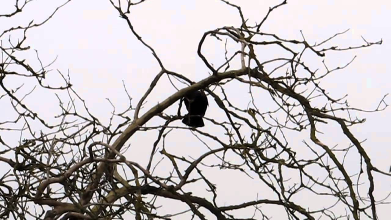 Crow collecting a twig for nesting - YouTube