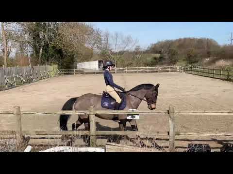 Ellie Roe riding Corscaron Cardi Llwyd BD Prelim 13