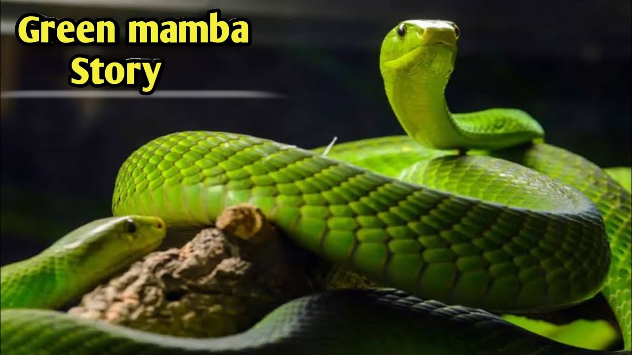Green Mamba – The Silent Predator of the Trees - YouTube