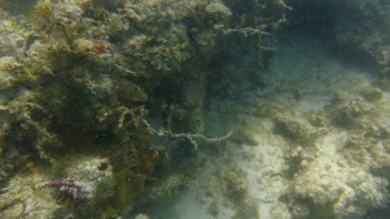 Omeo shipwreck coogee - YouTube