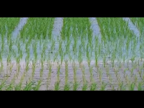LIVE: Space-bred rice seeds grow in test field in Guangdong, China ...