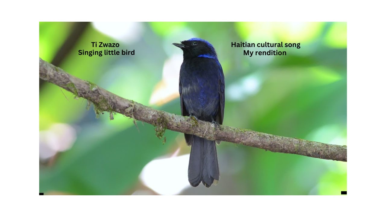 Ti Zwazo - Little Bird singing - (Haitian cultural song) - My rendition ...