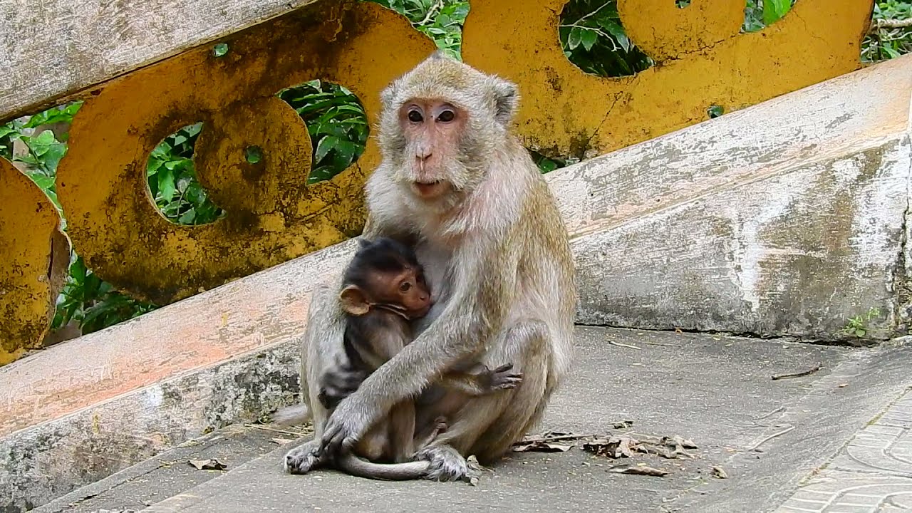 Mamo monkeys raise on the ground with Marci. Growing up and very active ...