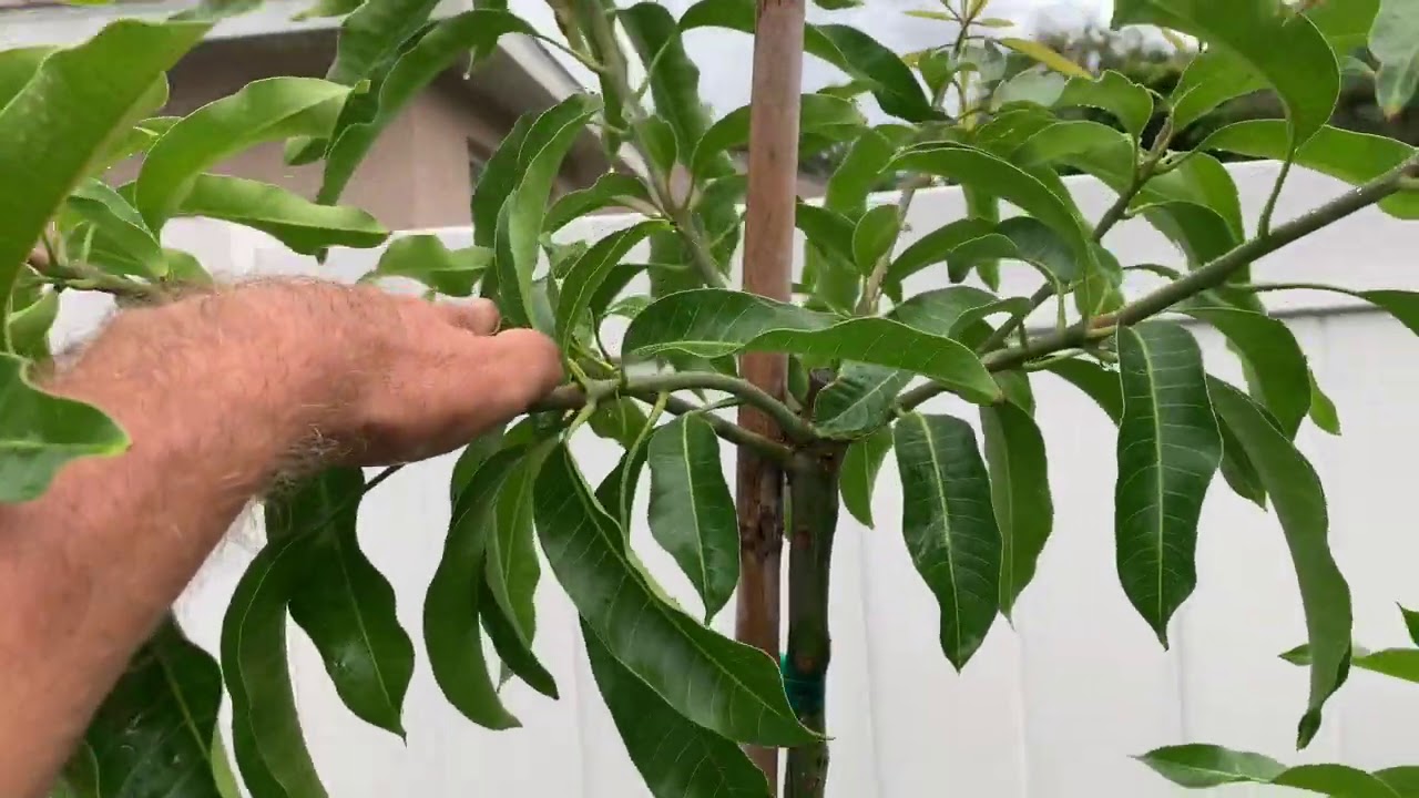 Training And Tipping Mango Branches - YouTube