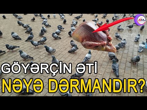 Şahlara krallara layiq göyərcin ətinin faydaları