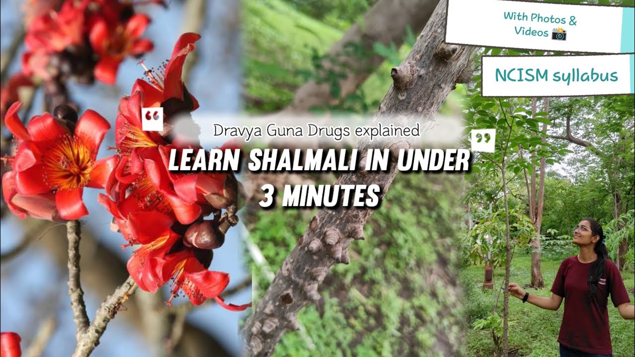 Learn Shalmali in under 3 minutes| Dravya Guna Drugs explained|Detailed ...