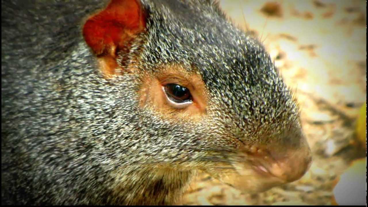 Black agouti- Dasyprocta fuliginosa- colombian mammals - YouTube