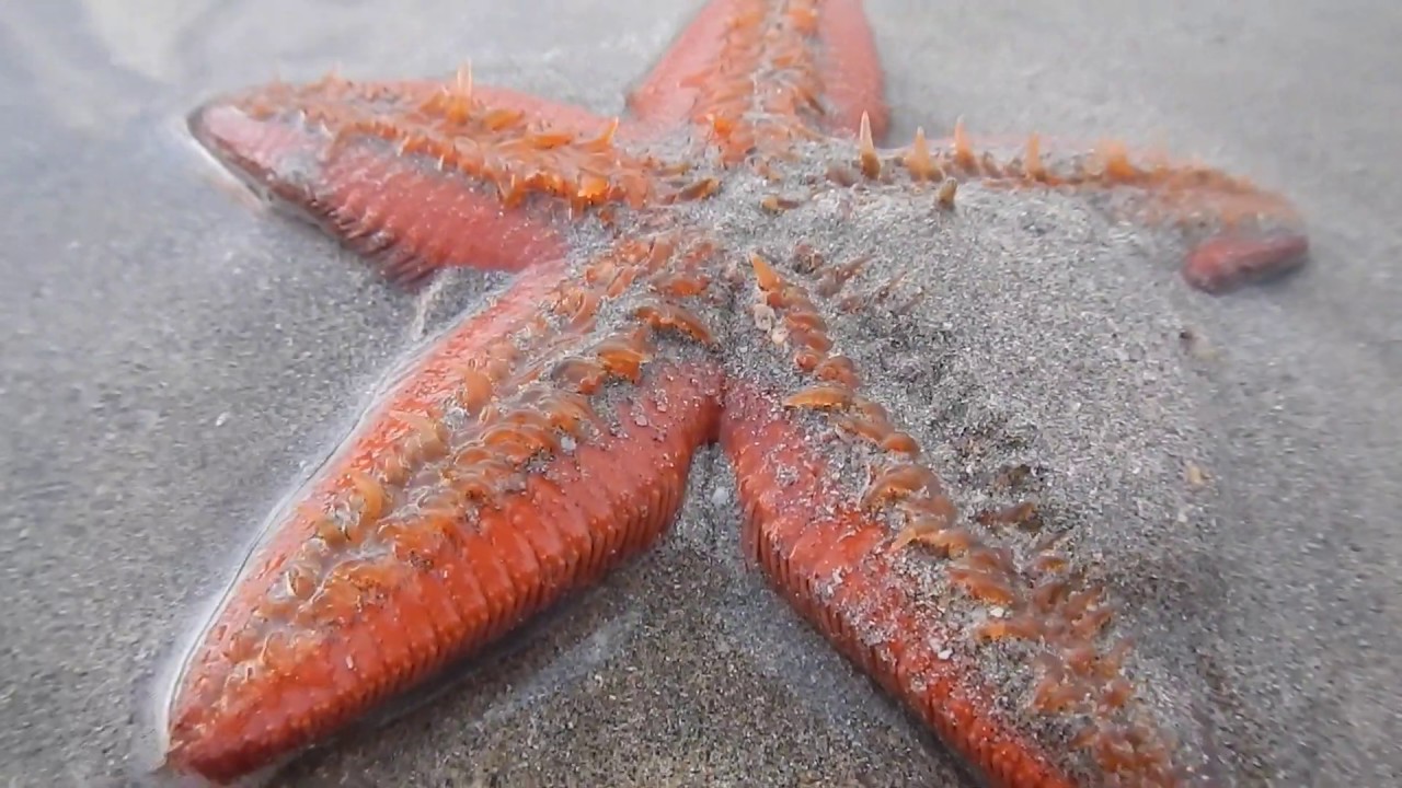 Starfish have more fee than you think! - YouTube