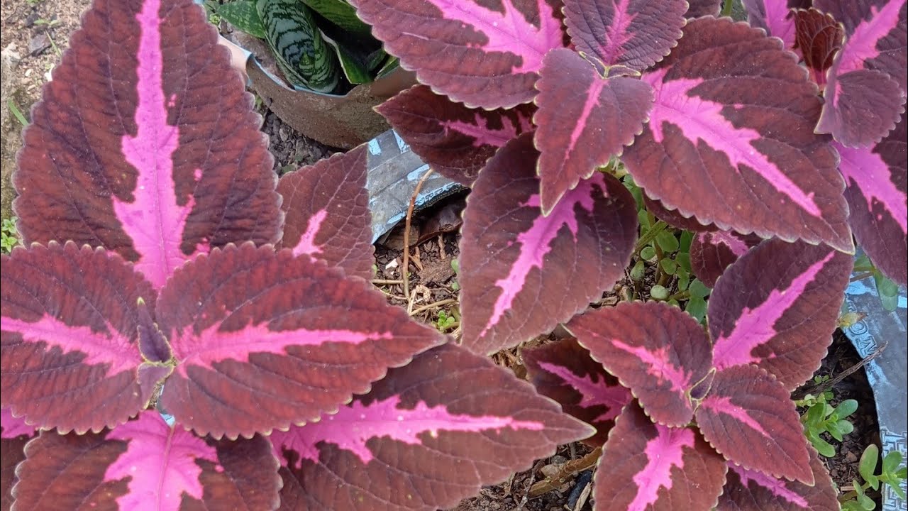 Plantas que tem as folhas coloridas - YouTube
