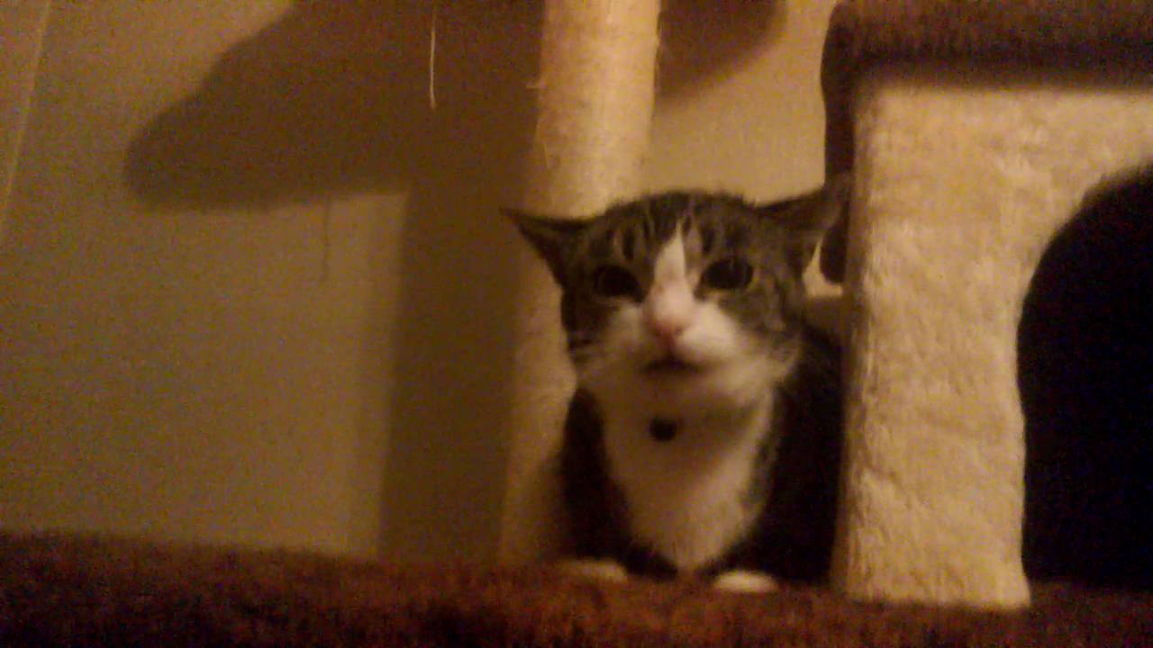 Very mean cat - YouTube