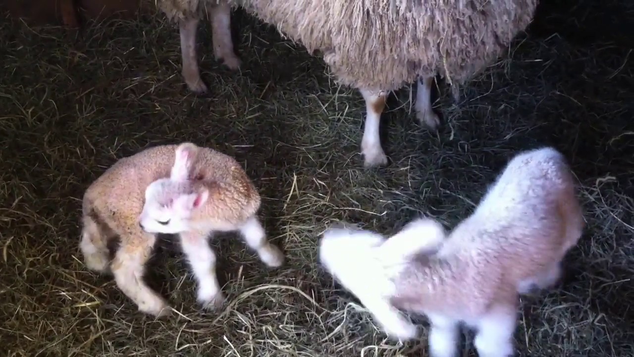Newborn Lambs Push The Boundaries Of Cute - YouTube