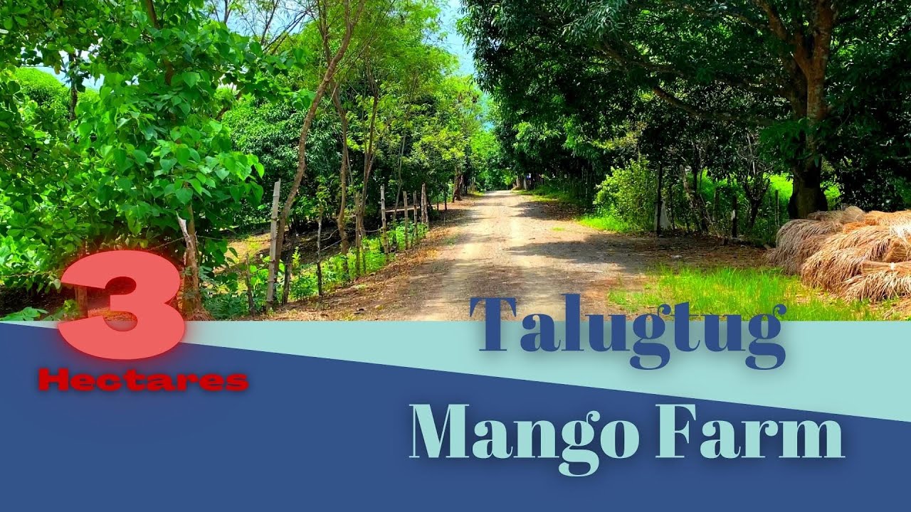(Vlog#10) 3 hectares Mango Farm - YouTube