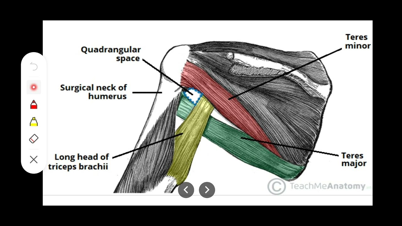 Intermuscular spaces in scapular region @emotionalmedico5208 - YouTube