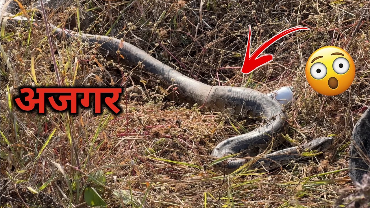 Ghar Ke Samne Itna Bada Saap 😱 Big Python Seen In Front Of House - YouTube