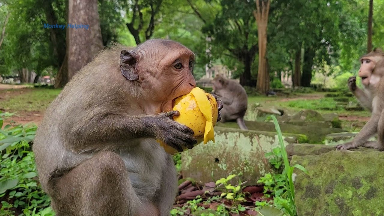 Adorable Jinx monkey eat mango - YouTube