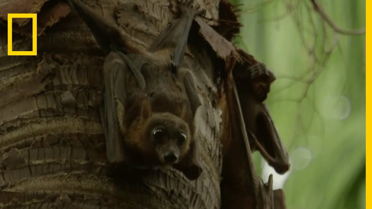 Visage De Chauve Souris Vampire Les Chauves Souris Vampires Boivent