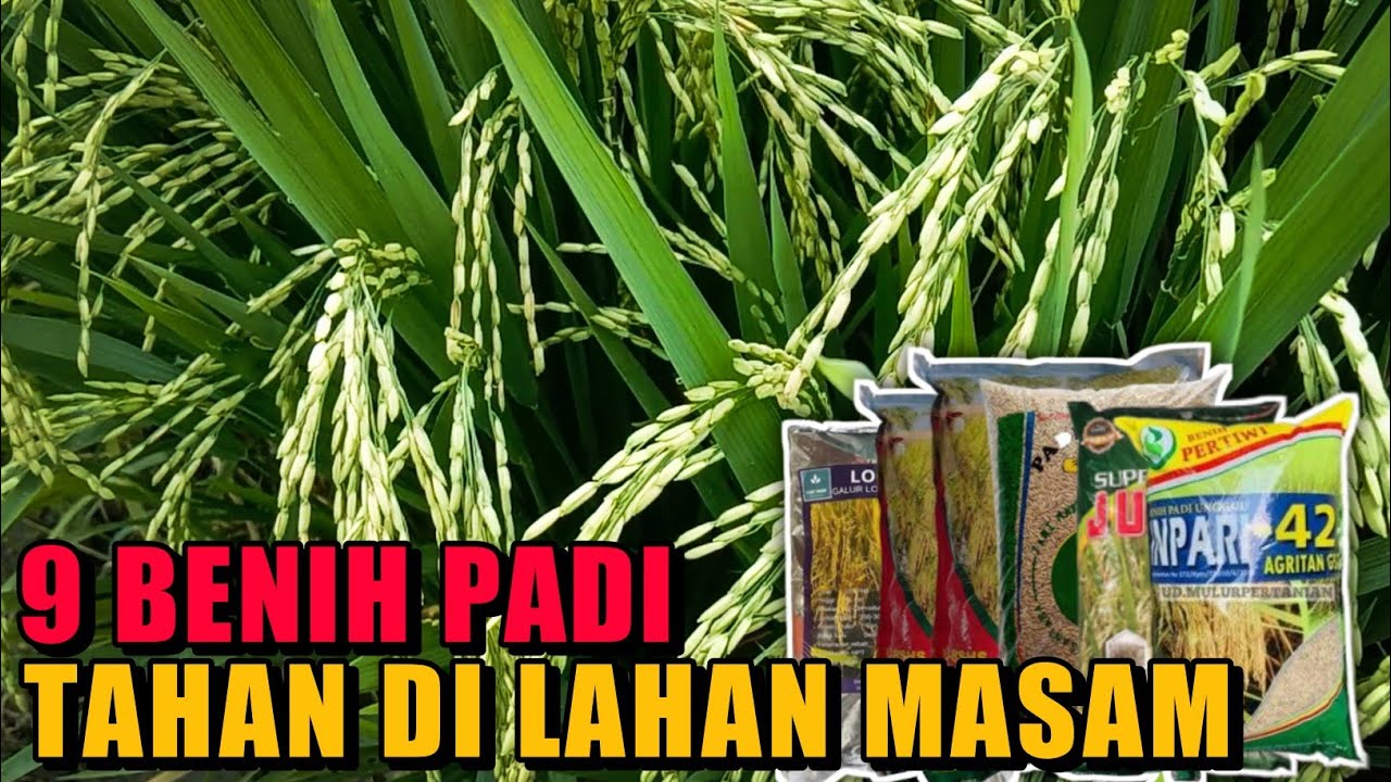 DAFTAR VARIETAS PADI TAHAN TANAH MASAM, ASEM ASEMAN - YouTube